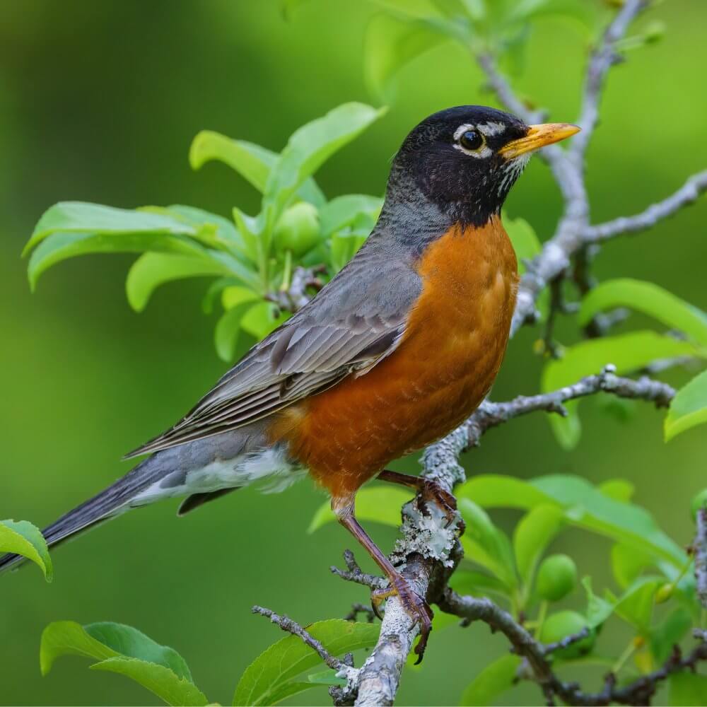 The American Robin: How well do you know this common backyard bird?